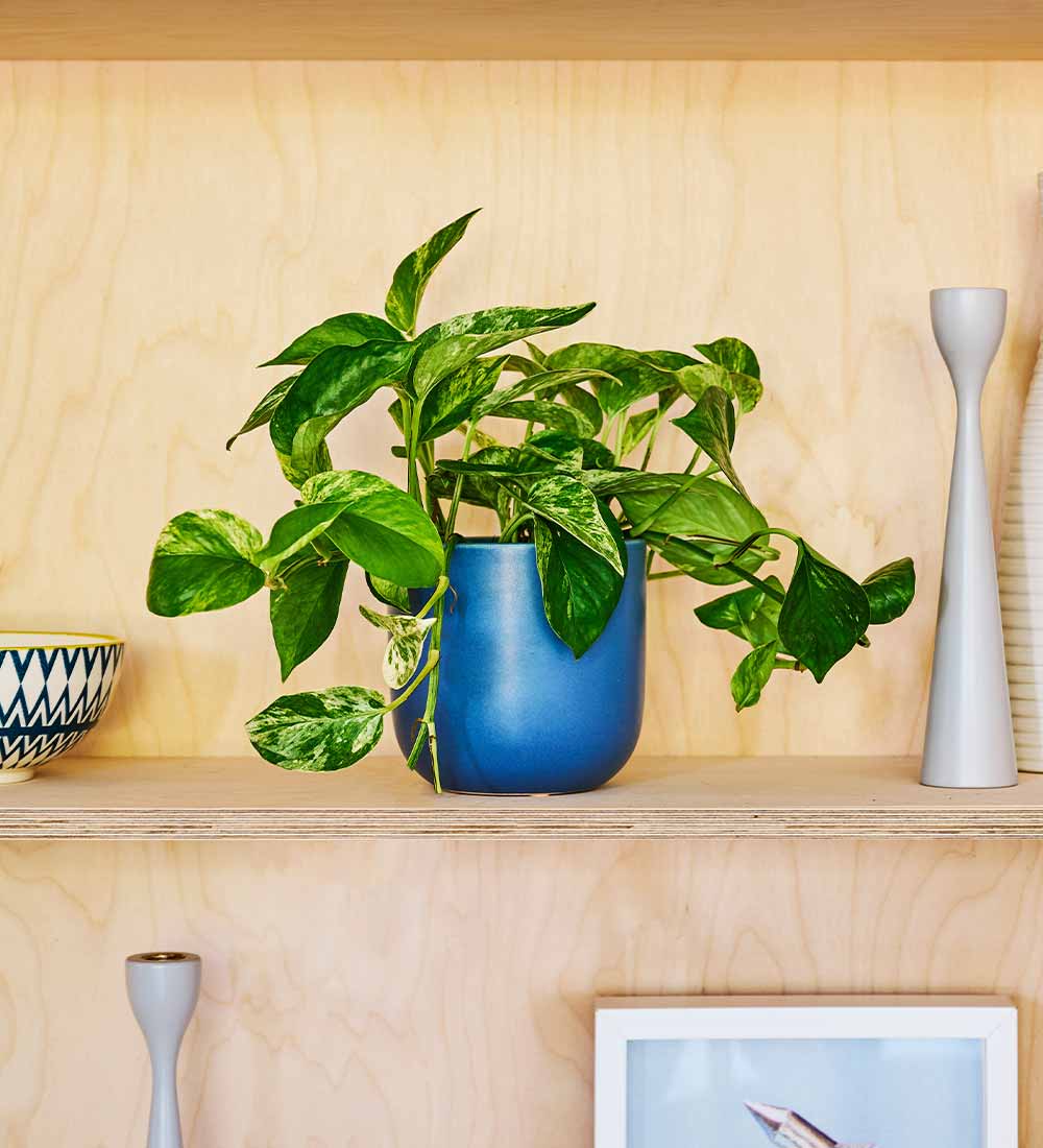 Marble Queen Pothos – Beards & Daisies